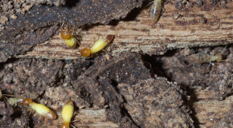 What do wood termites look like? | Panadero